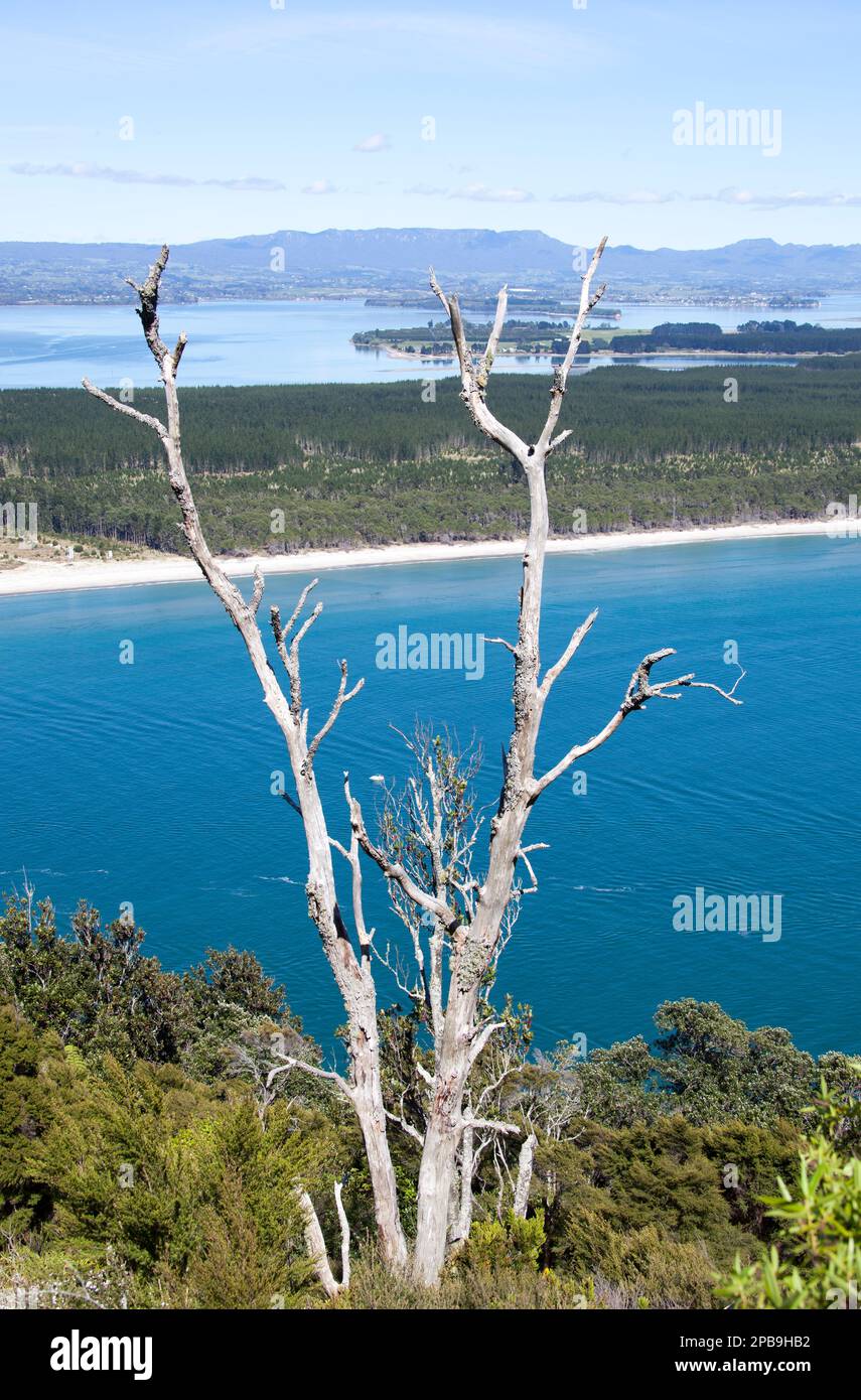 The view of Mount Maunganui resort town part dry tree and Matakana ...
