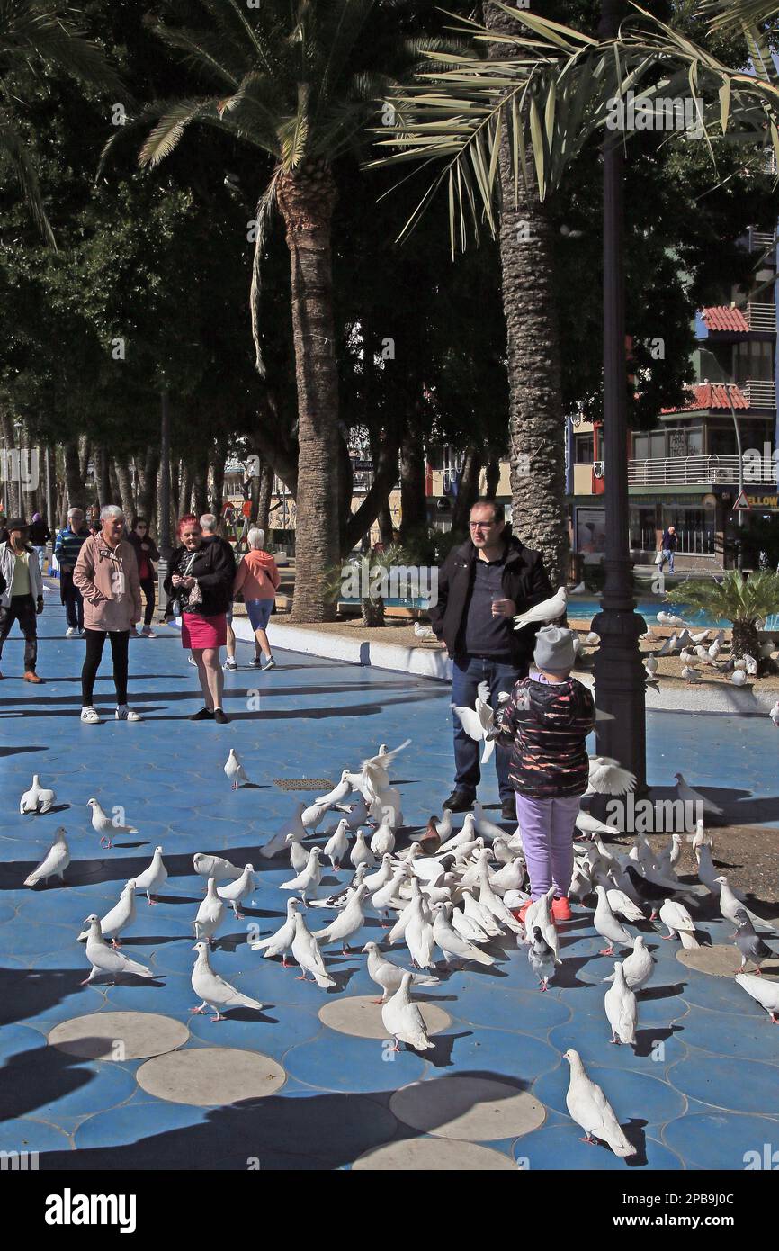 Pigeons benidorm hi-res stock photography and images - Alamy