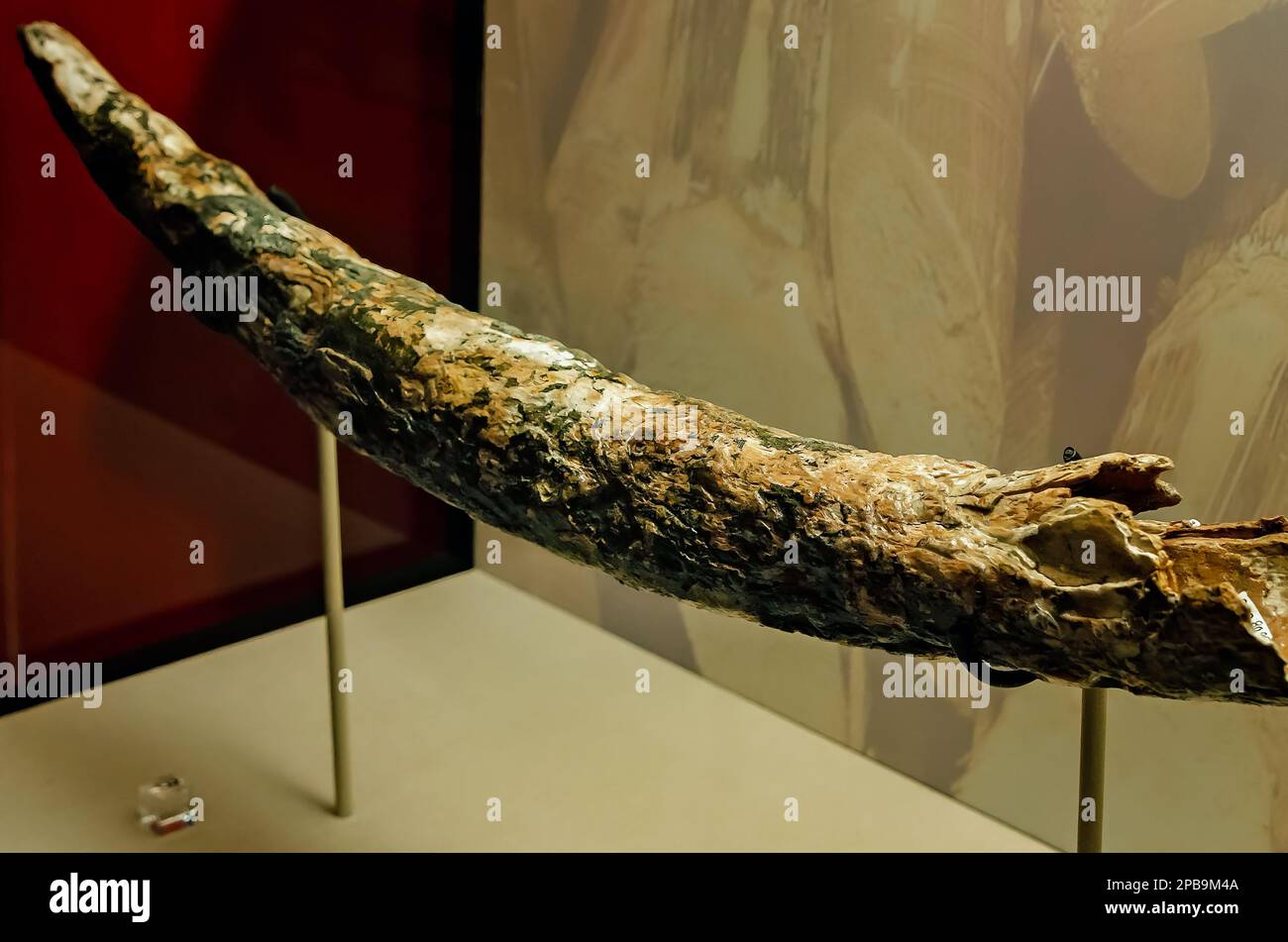 An ivory tusk from an African elephant circa 1700 is displayed at the ...