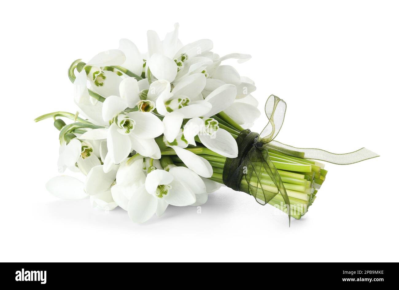 Beautiful snowdrops isolated on white background Stock Photo - Alamy