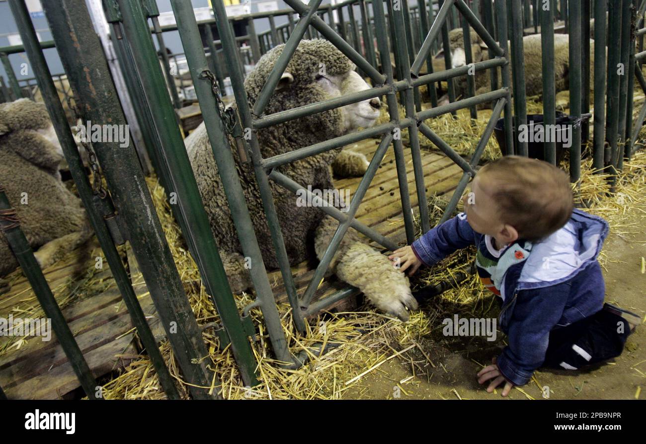 A child touches a sheep during the annual Argentine agriculture ...
