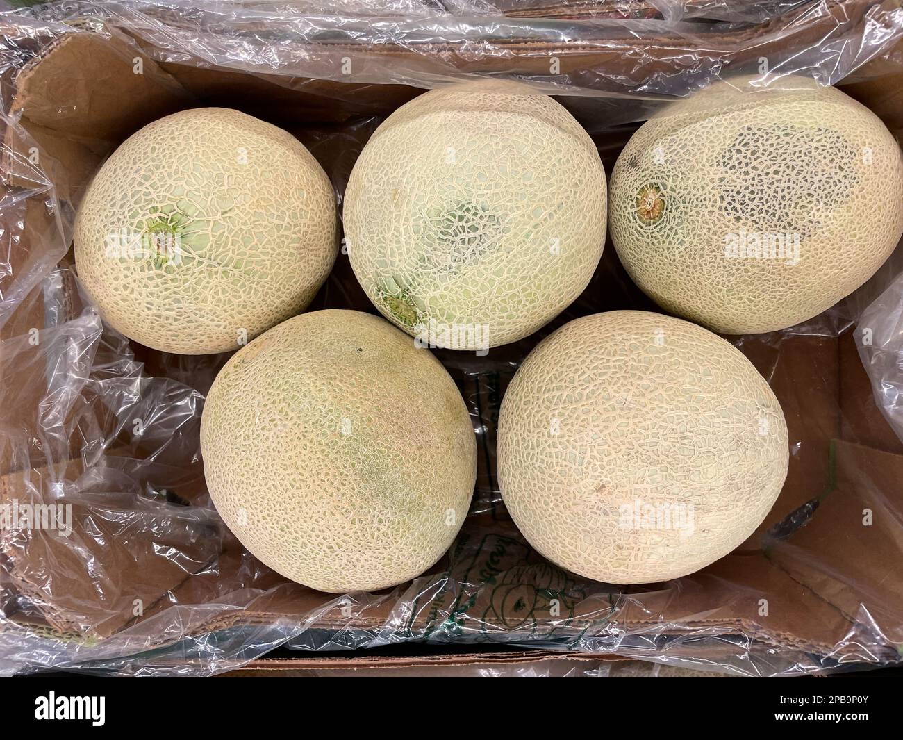 Galia melon. The Galia melon, also known as sarda in Southeast Asia, is ... Galia melon. The Galia melon, also known as sarda in Southeast Asia, is ...