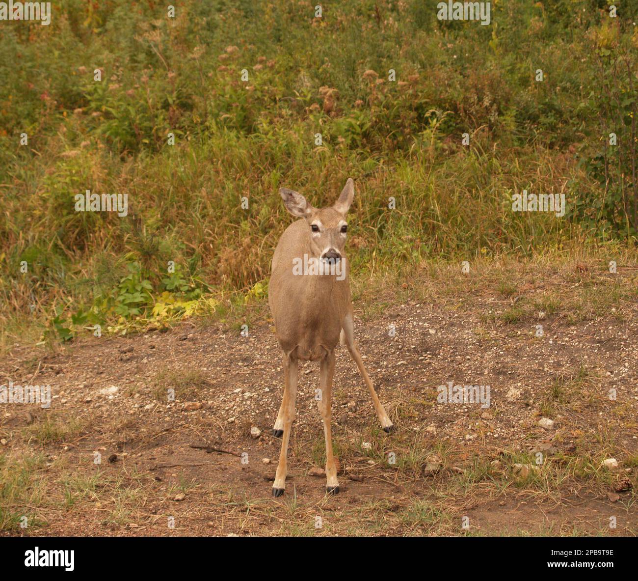 Deer, such as this curious white-tail deer, shown Sept. 24, 2005, along ...