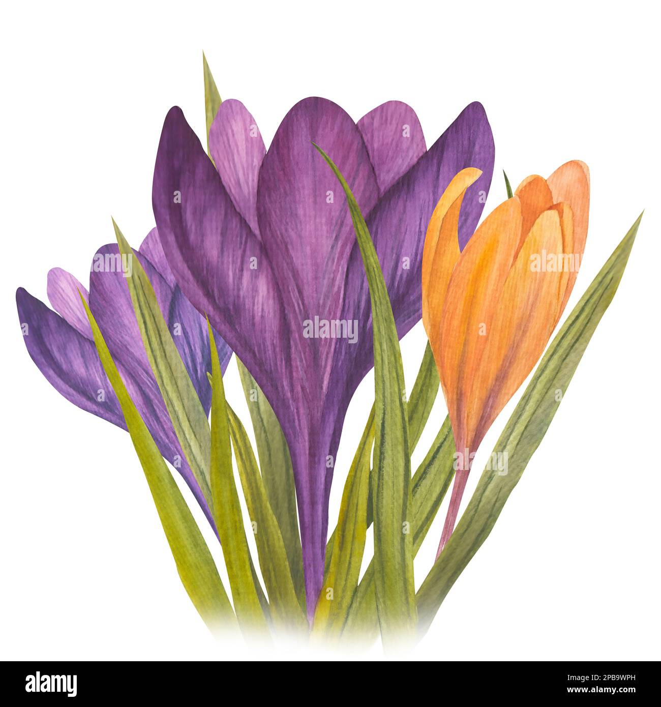 Purple and yellow crocus flower, isolated on white background ...