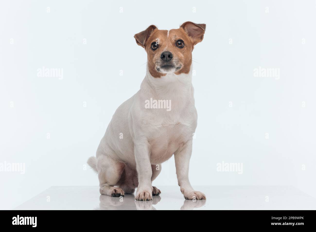 Picture of little Jack Russell Terrier dog waiting for some delicious ...