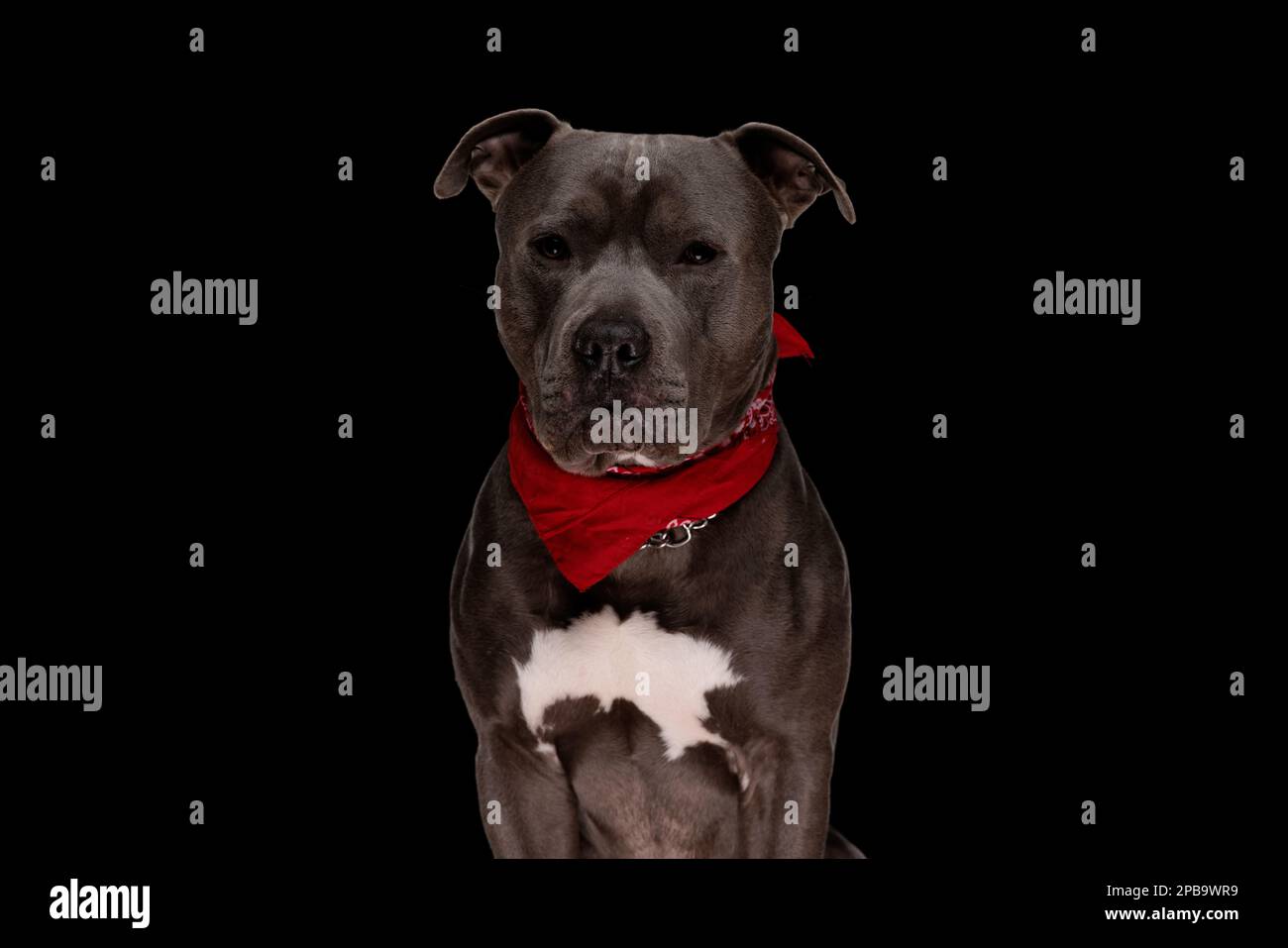 adorable amstaff puppy wearing red bandana and looking forward while ...