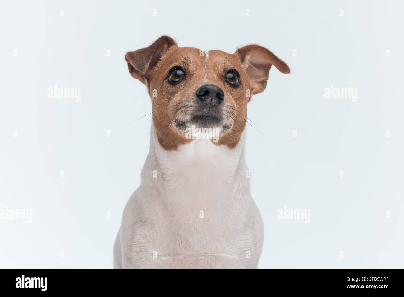 Picture of cute Jack Russell Terrier dog looking away and thinking ...
