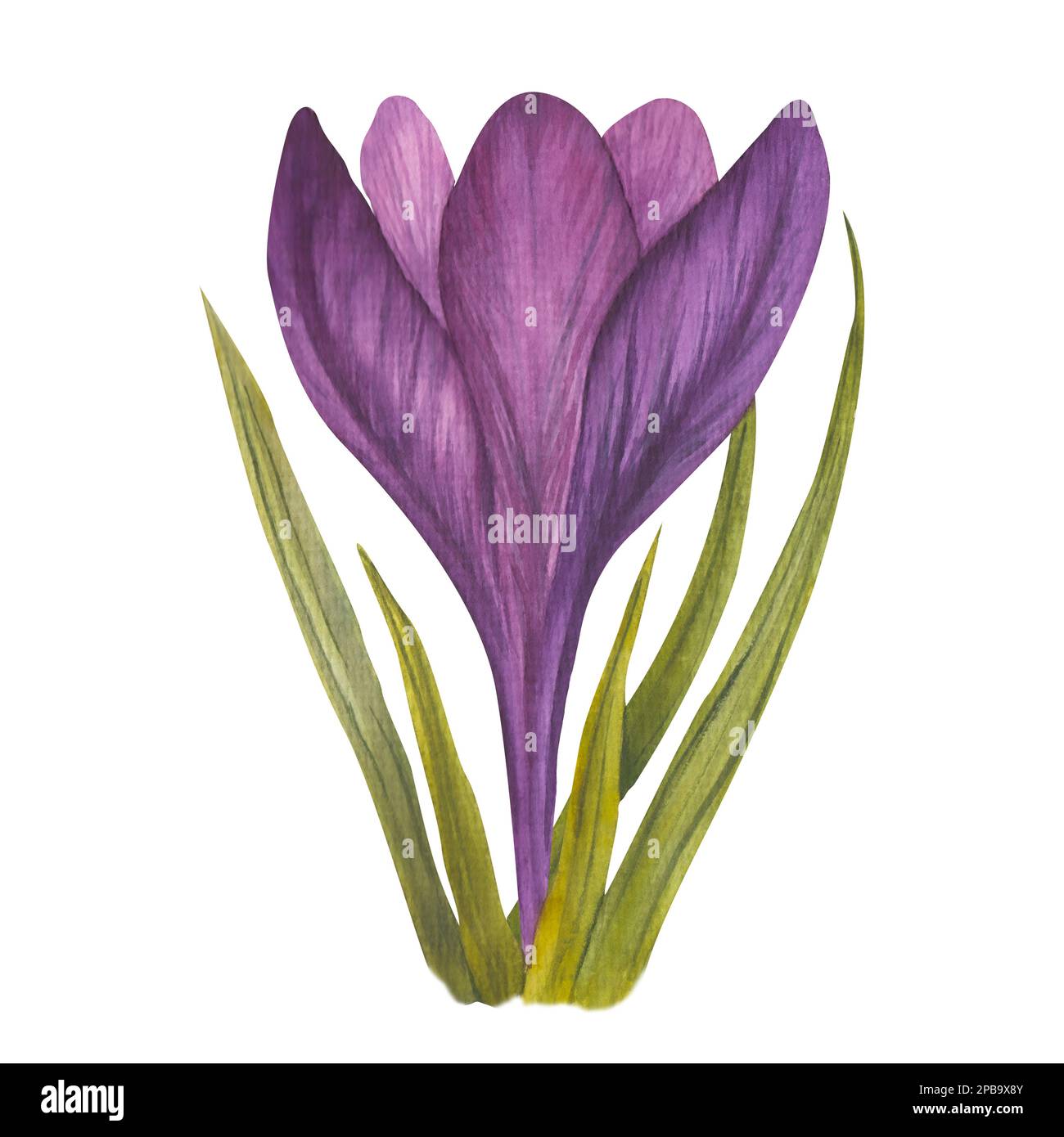 Purple and yellow crocus flower, isolated on white background ...