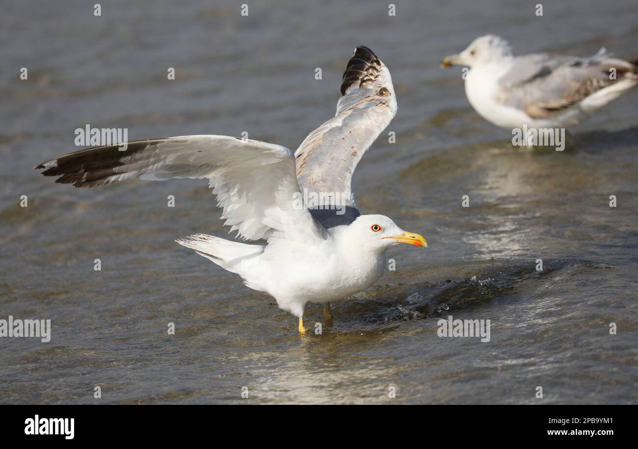 Great white seagull with beautiful yellow and some gray feathers on the ...