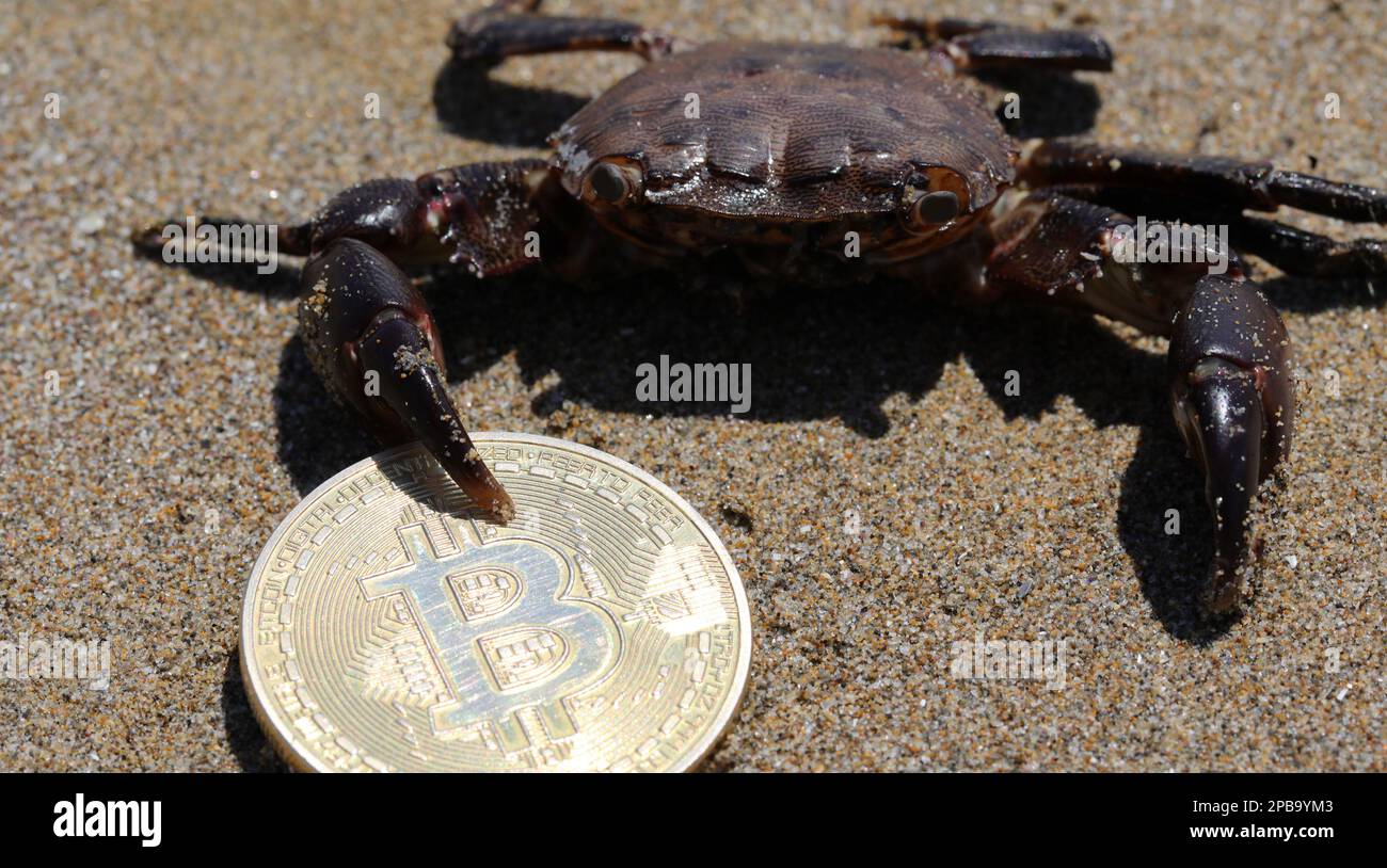 Big crab holding a coin with letter B symbolizing the danger of ...
