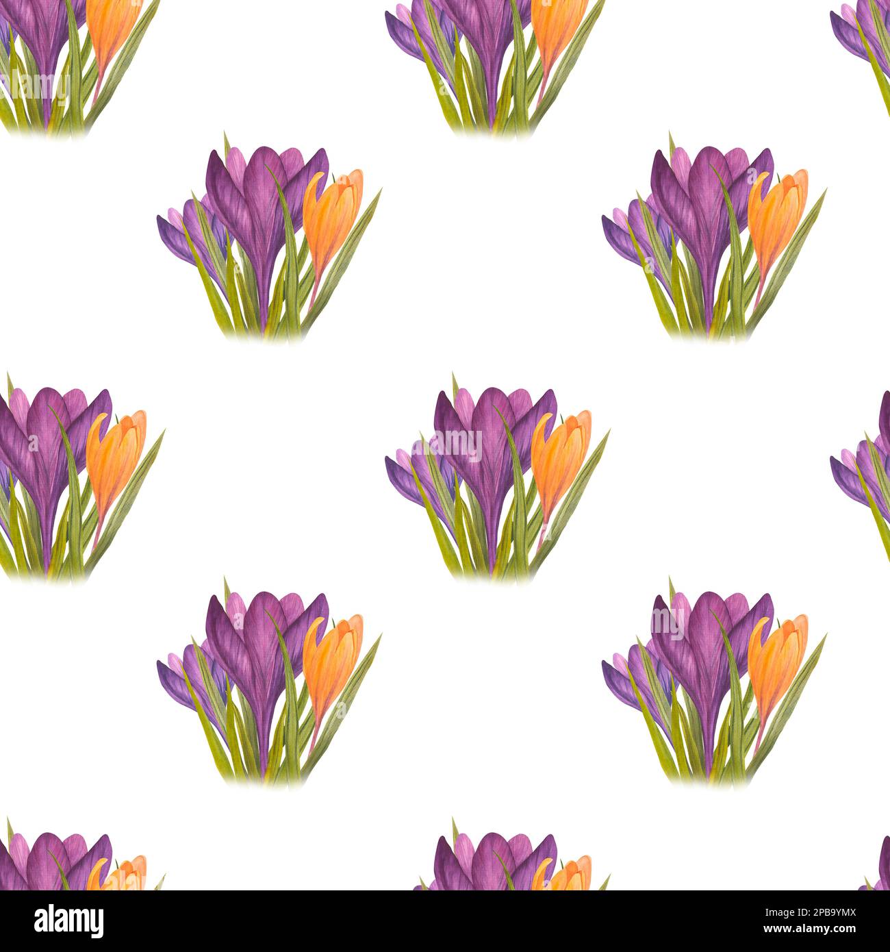 Watercolor illustration of lilac and yellow crocuses, seamless pattern Stock Photo - Alamy