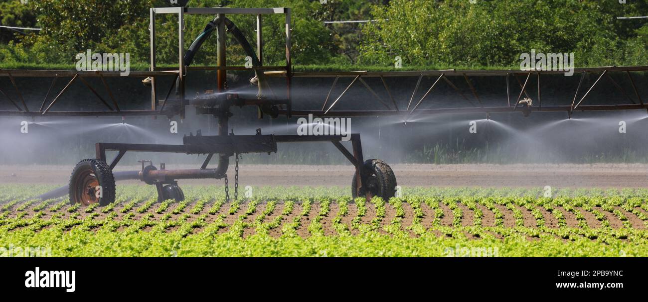 big automatic sprinkler irrigation system in the cultivated field ...