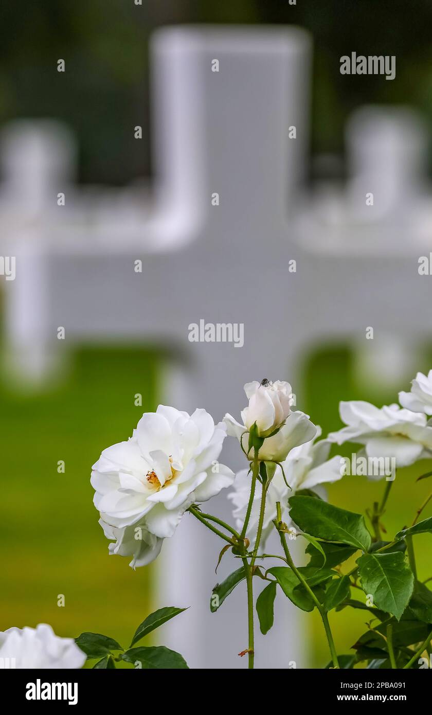 many white roses flowers and crosses on the graves on background Stock ...