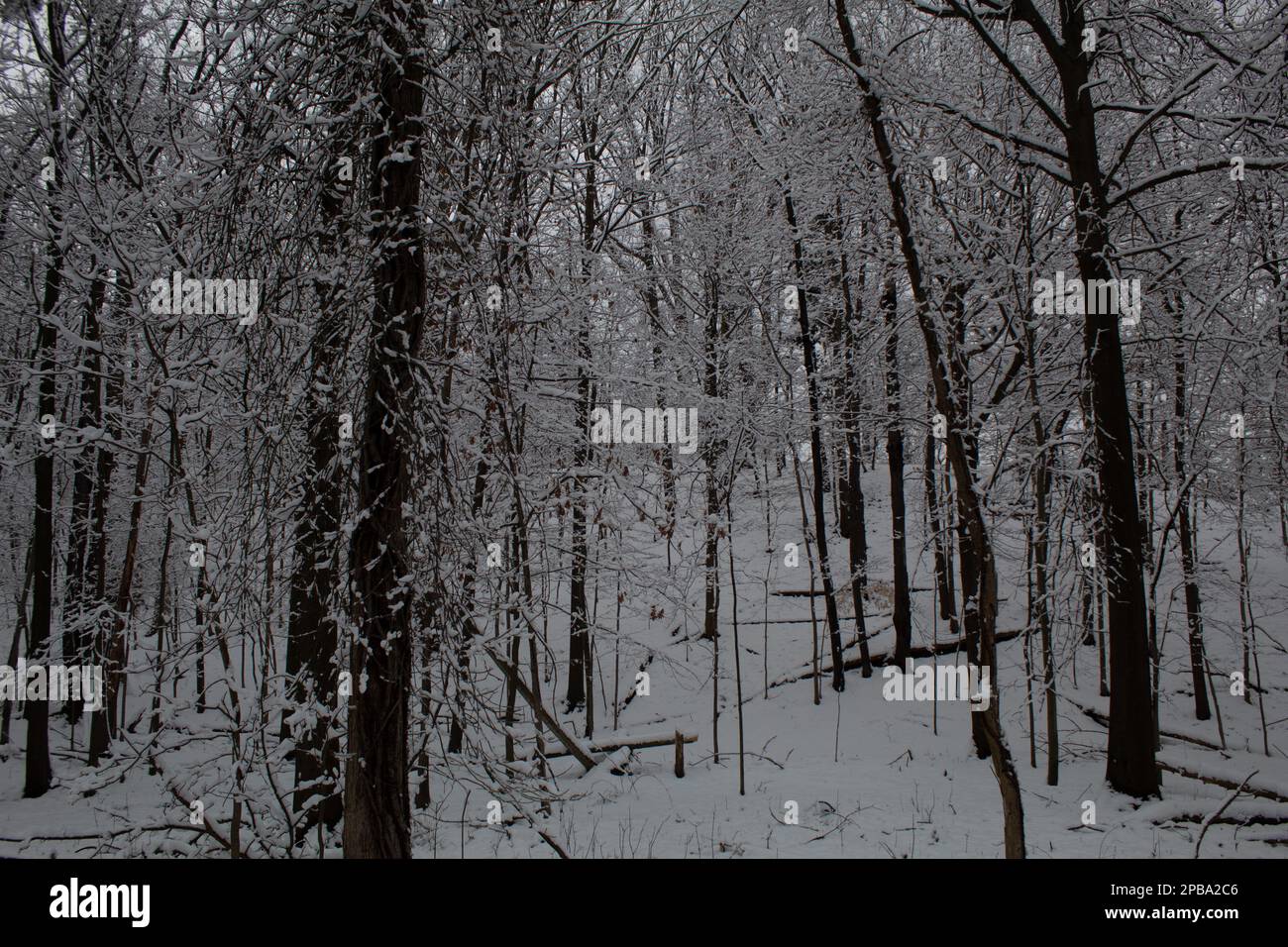Trees in winter in Northeast Ohio Stock Photo - Alamy