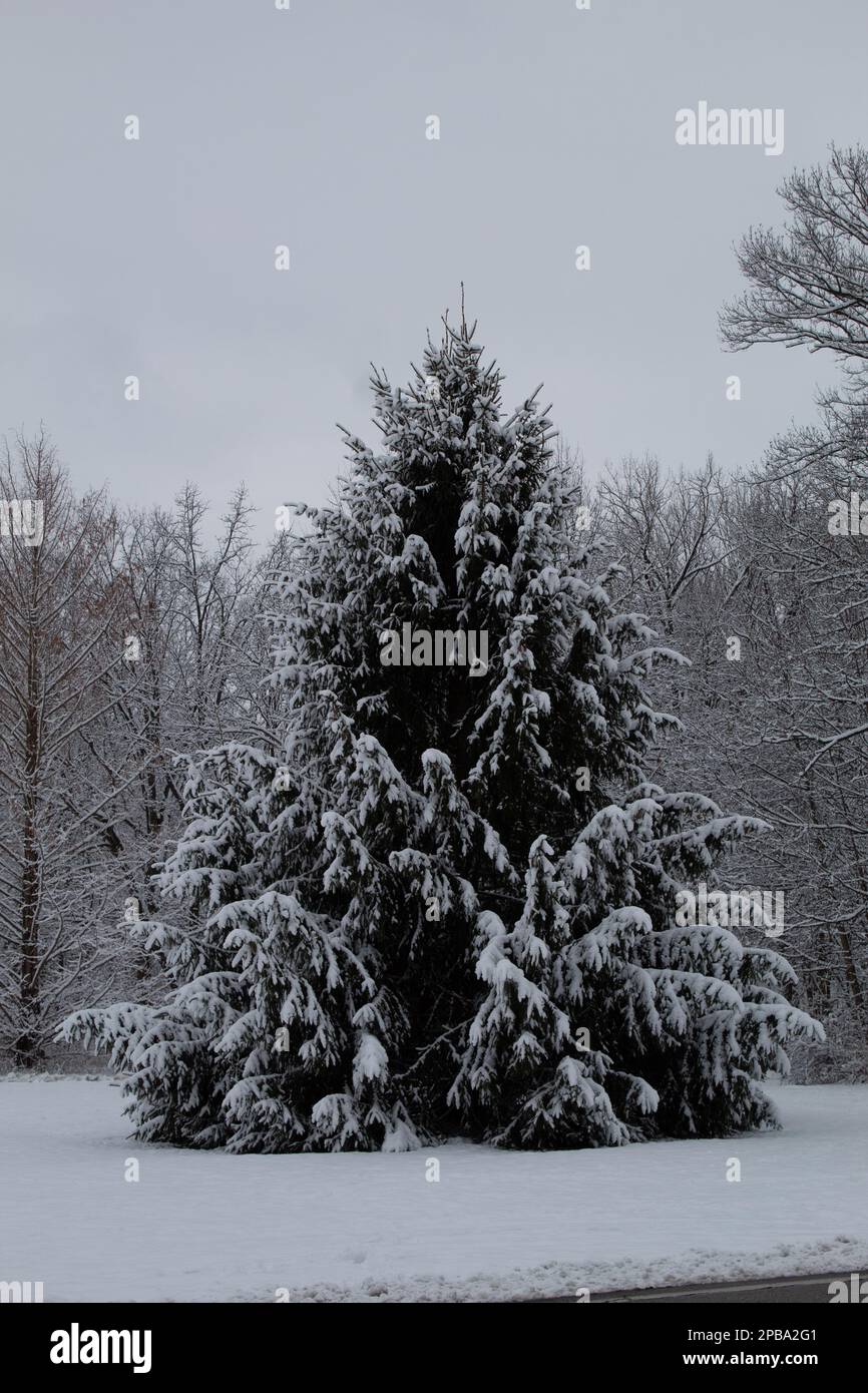 Trees in winter in Northeast Ohio Stock Photo - Alamy