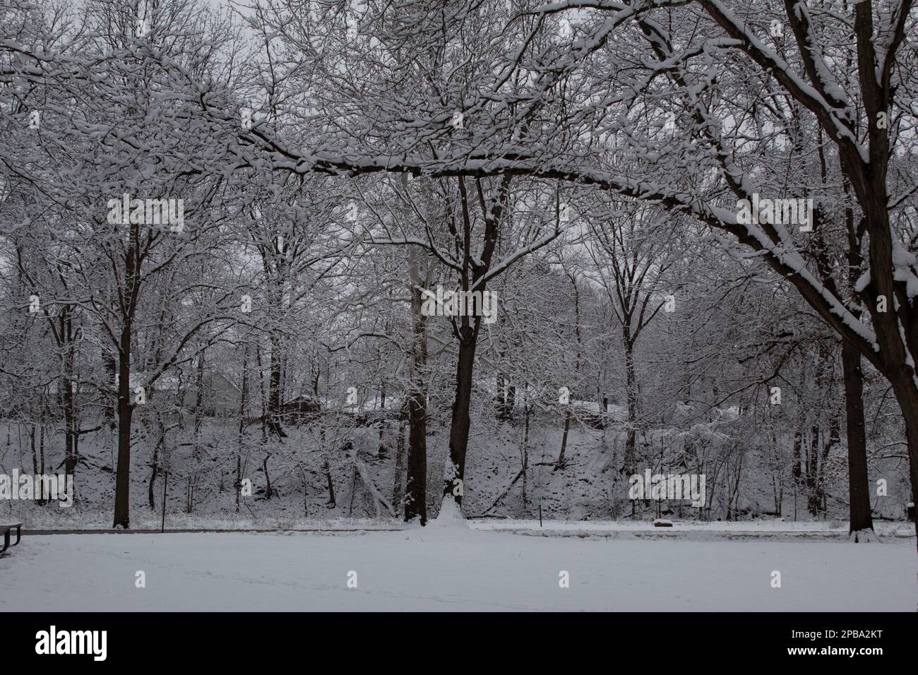Trees in winter in Northeast Ohio Stock Photo - Alamy