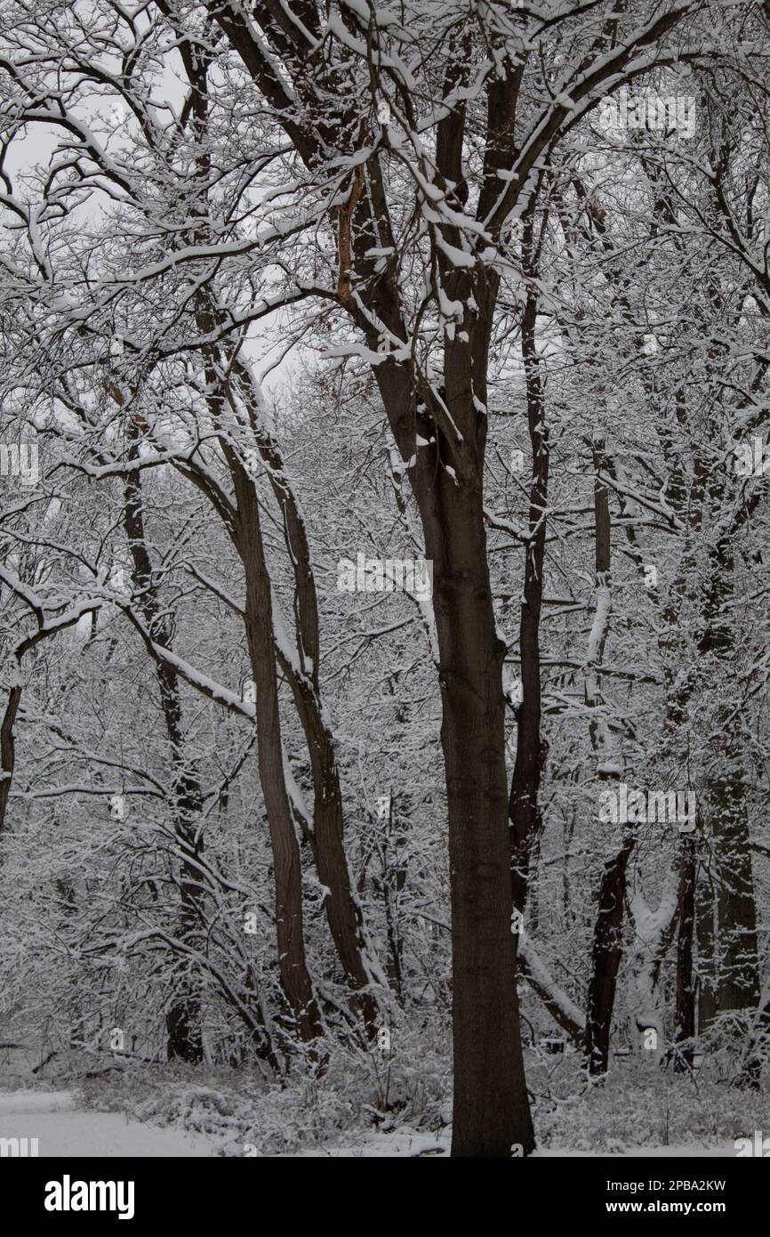 Trees in winter in Northeast Ohio Stock Photo - Alamy