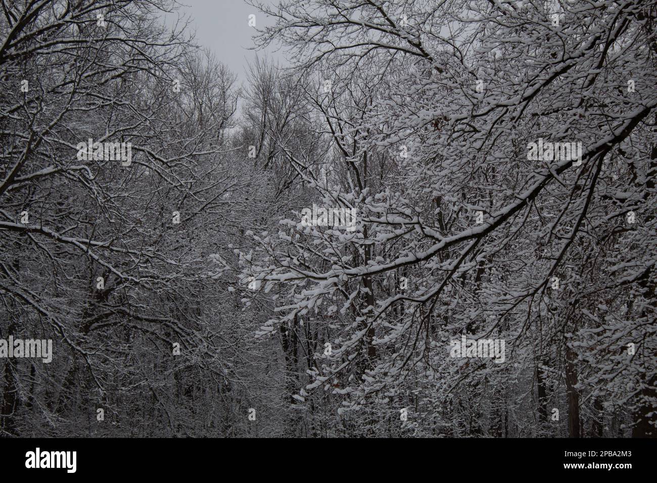 Trees in winter in Northeast Ohio Stock Photo - Alamy