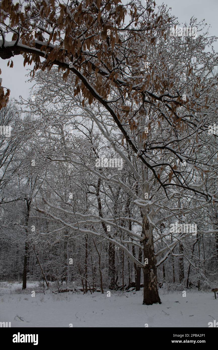 Trees in winter in Northeast Ohio Stock Photo - Alamy
