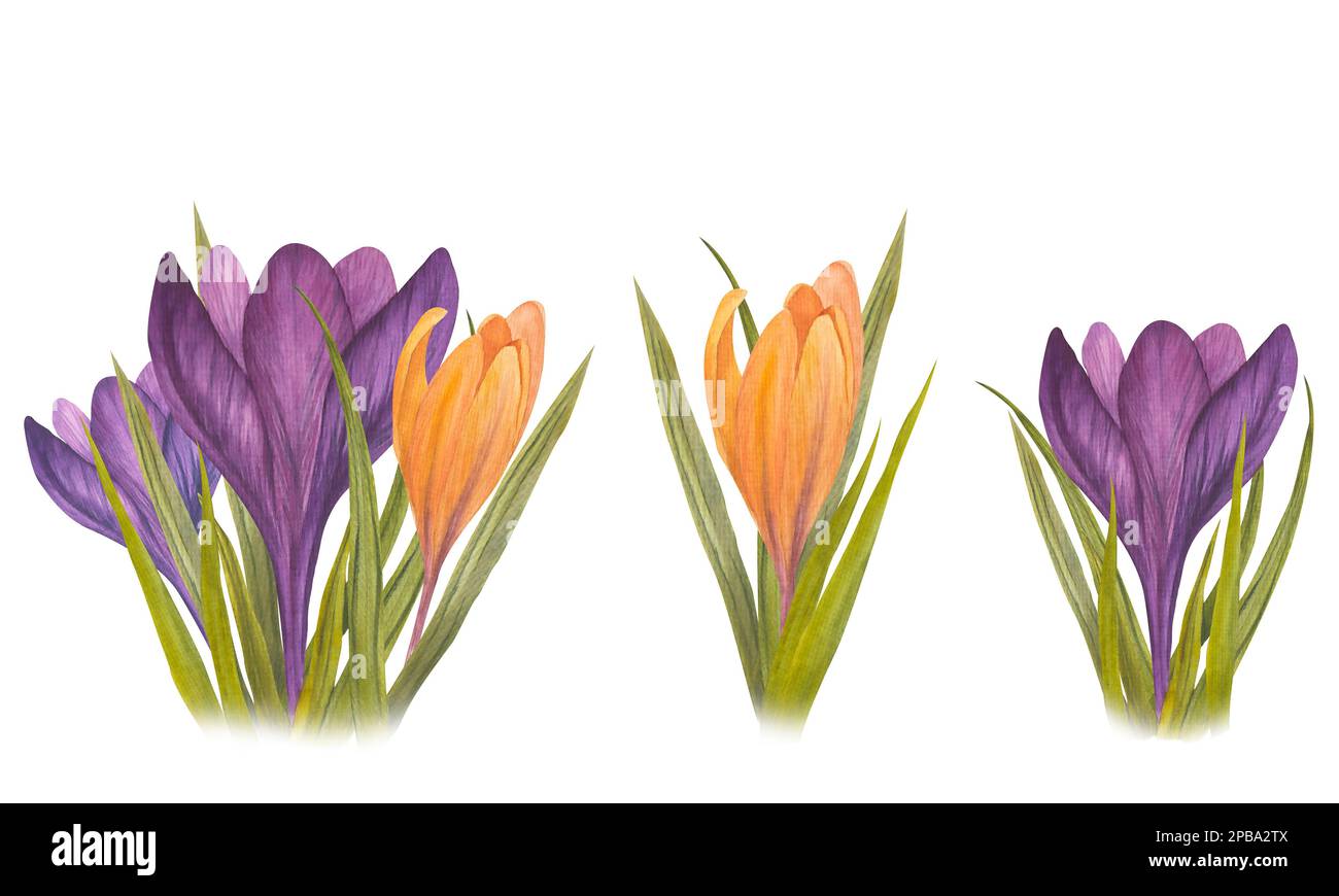 Purple and yellow crocus flower, isolated on white background ...