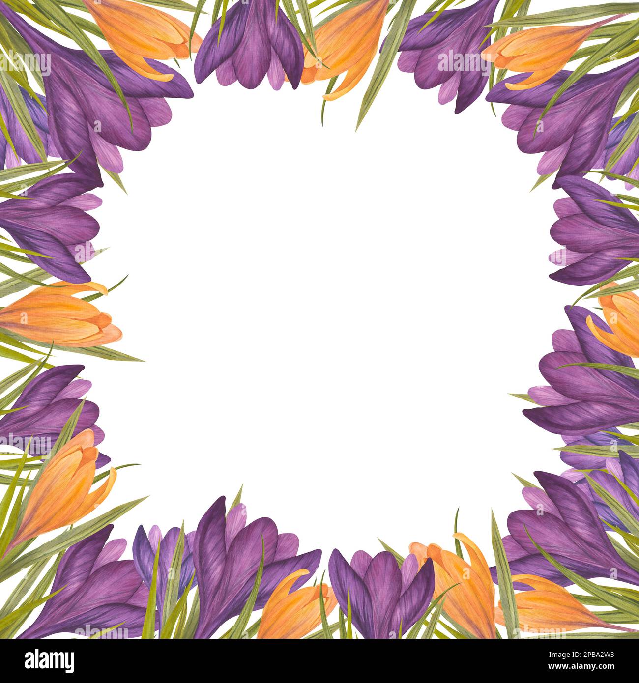 Frame with purple and yellow crocus flower, isolated on white ...