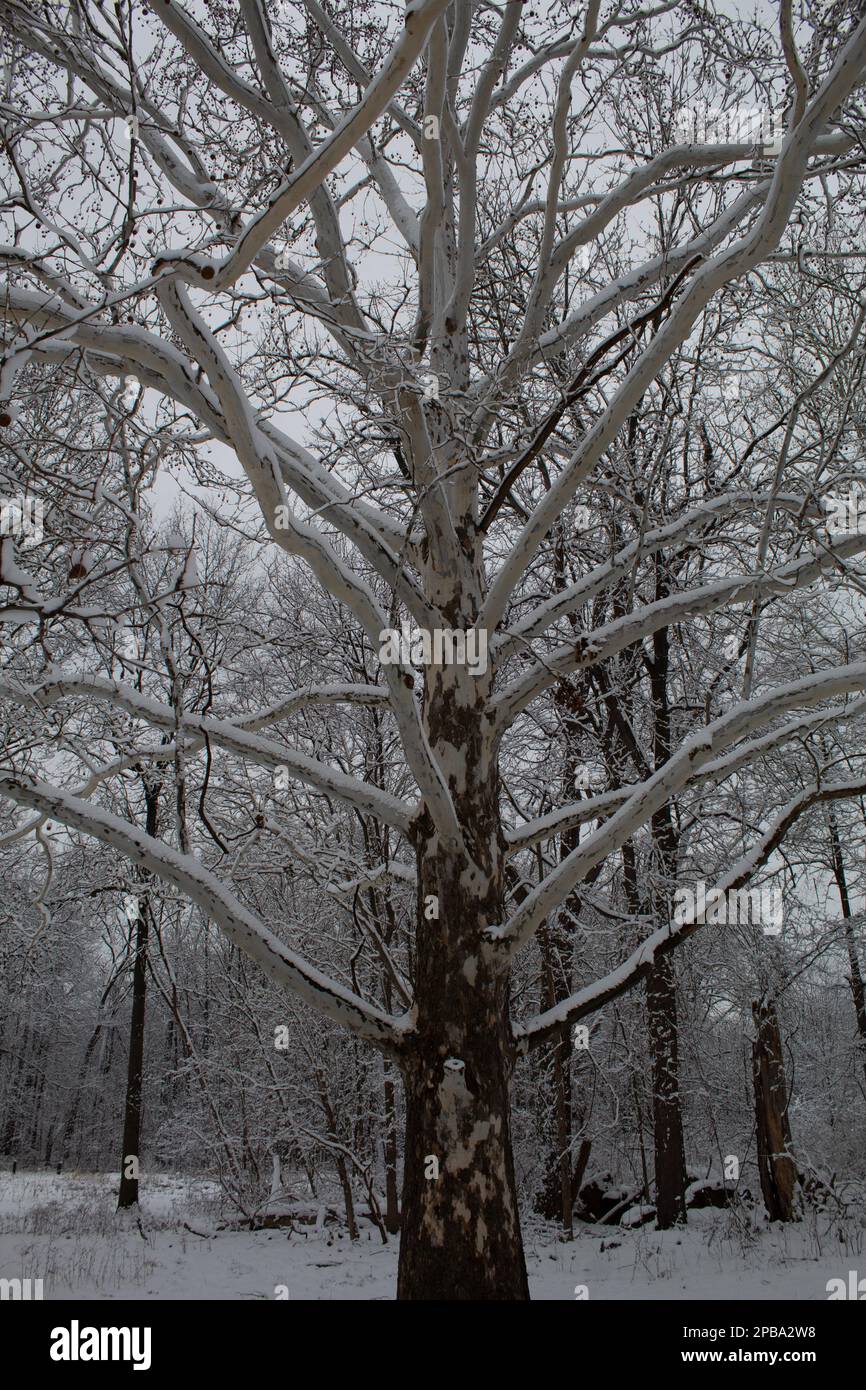 Trees in winter in Northeast Ohio Stock Photo - Alamy