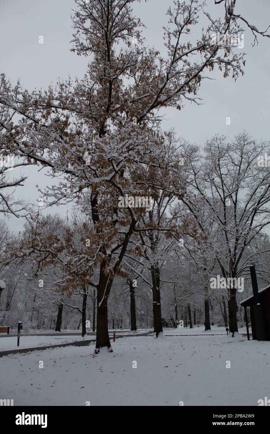 Trees in winter in Northeast Ohio Stock Photo - Alamy