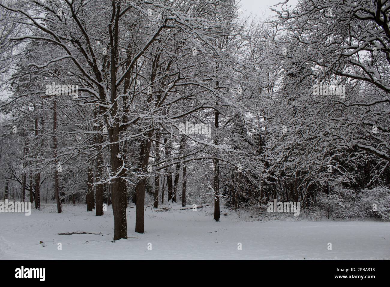 Trees in winter in Northeast Ohio Stock Photo - Alamy