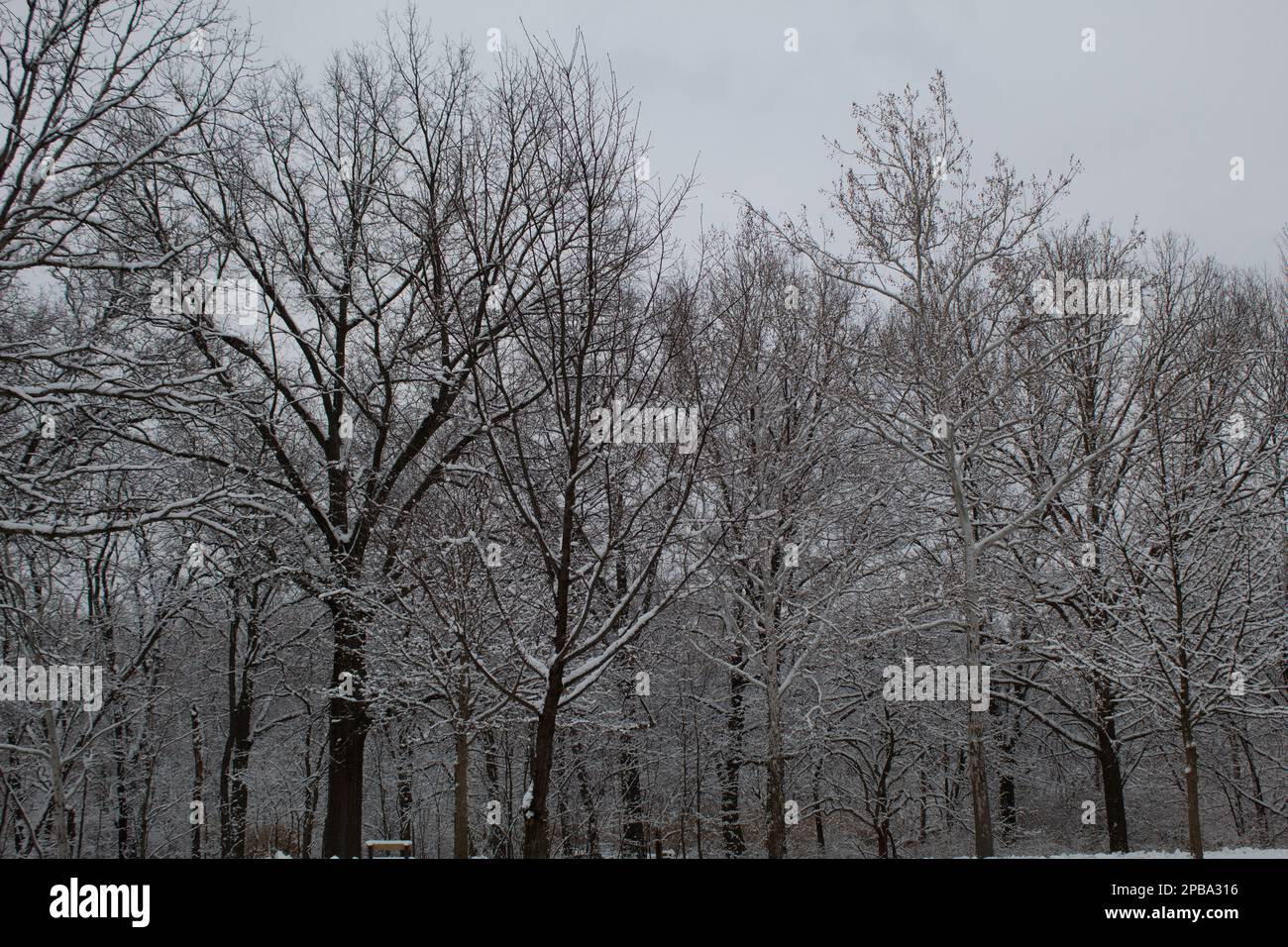 Trees in winter in Northeast Ohio Stock Photo - Alamy