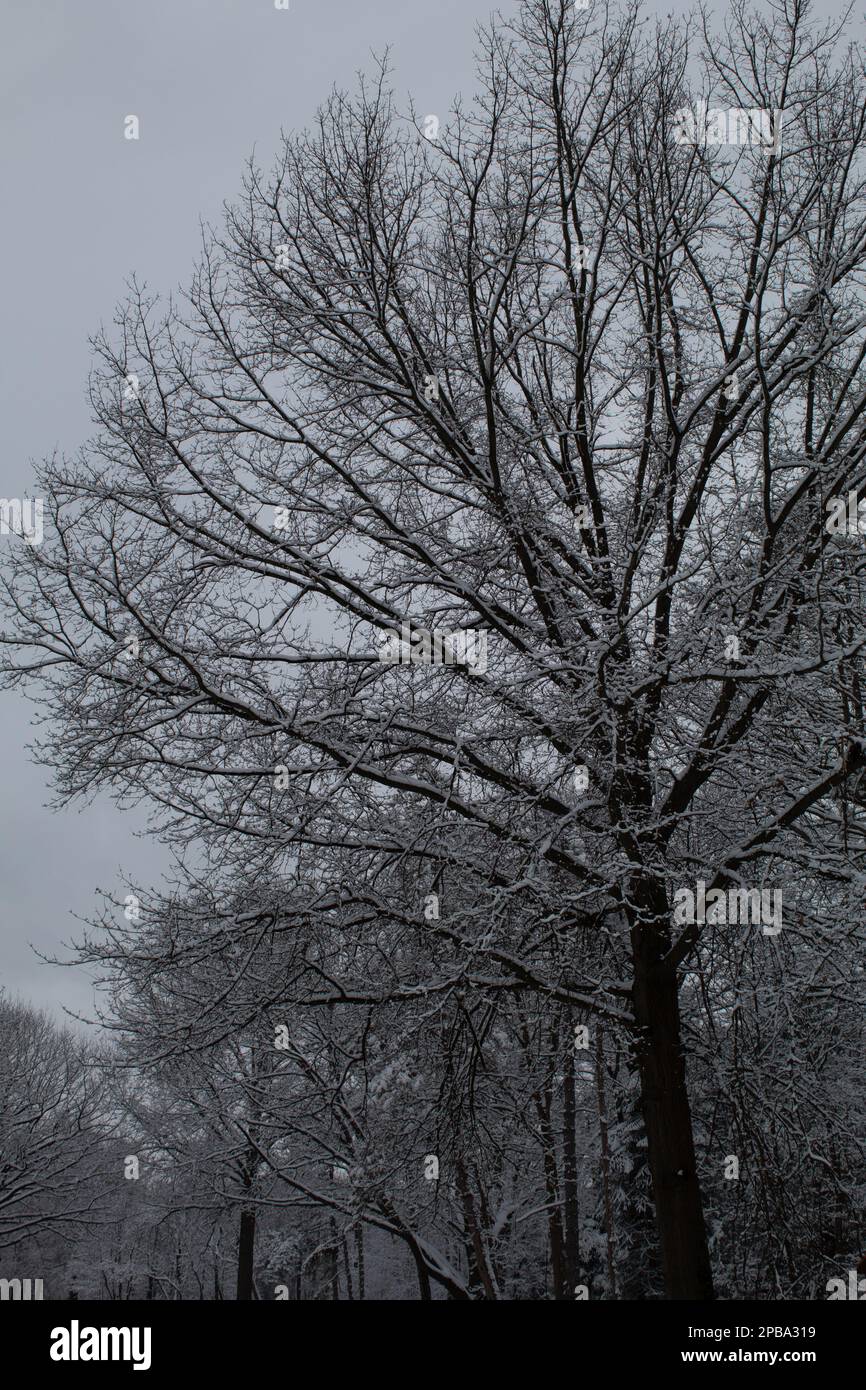Trees in winter in Northeast Ohio Stock Photo - Alamy