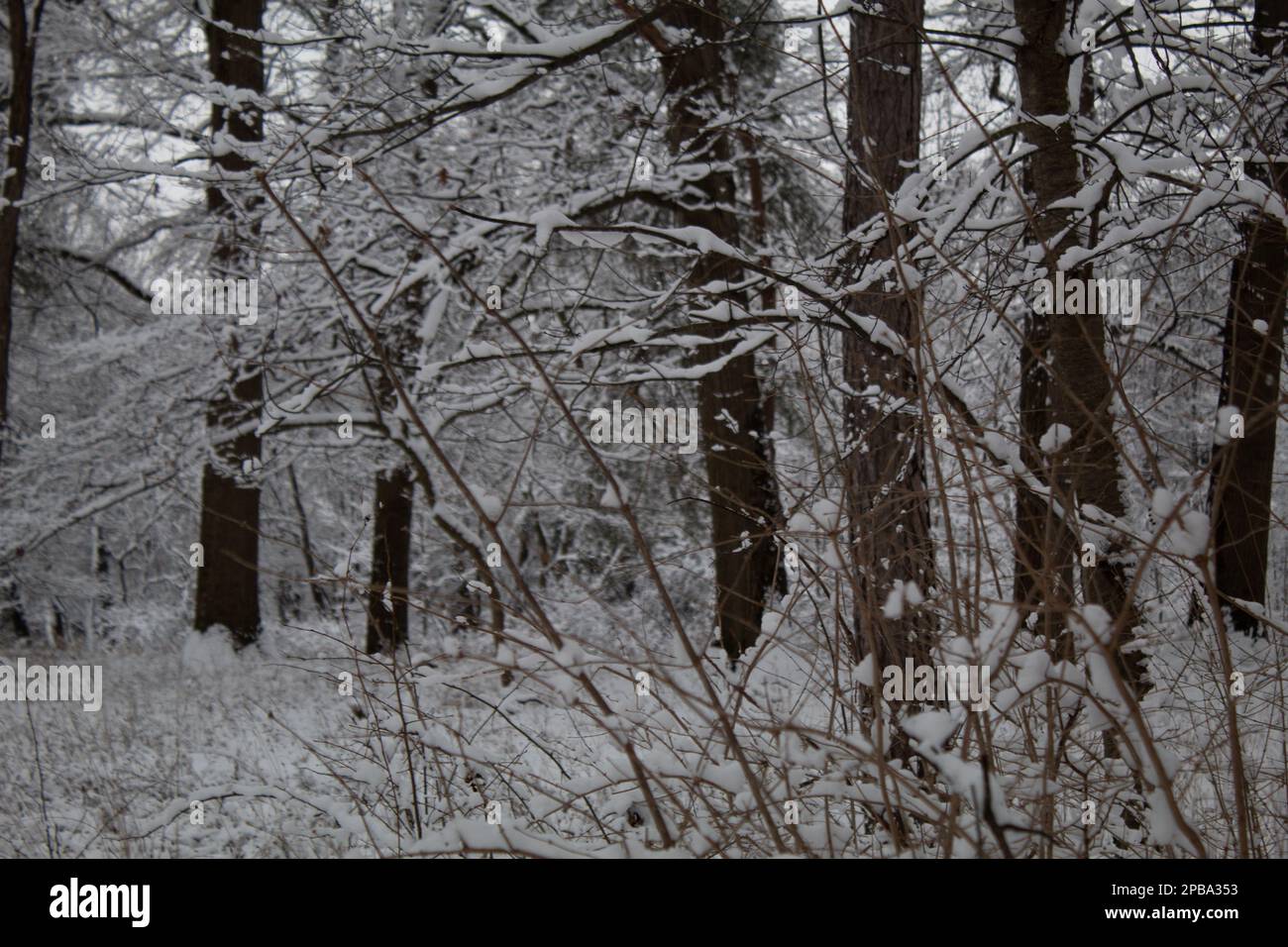 Trees in winter in Northeast Ohio Stock Photo - Alamy