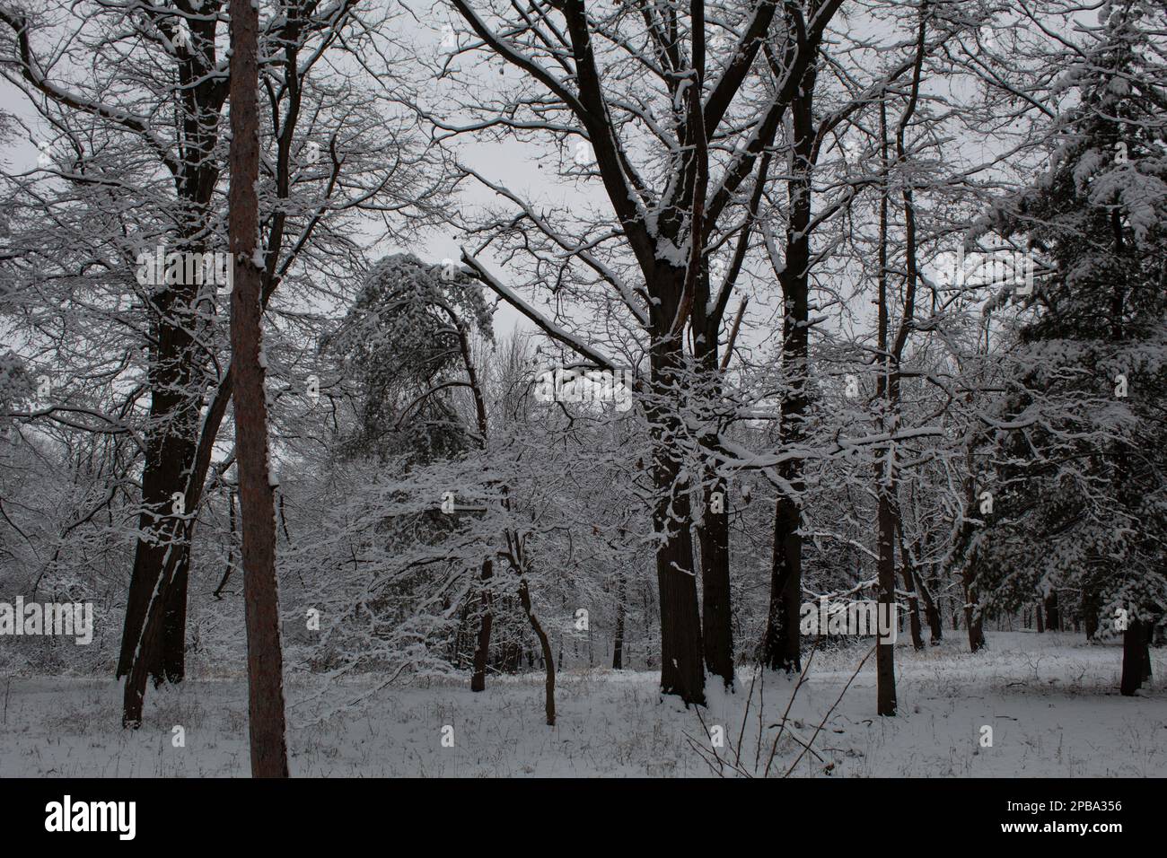 Trees in winter in Northeast Ohio Stock Photo - Alamy
