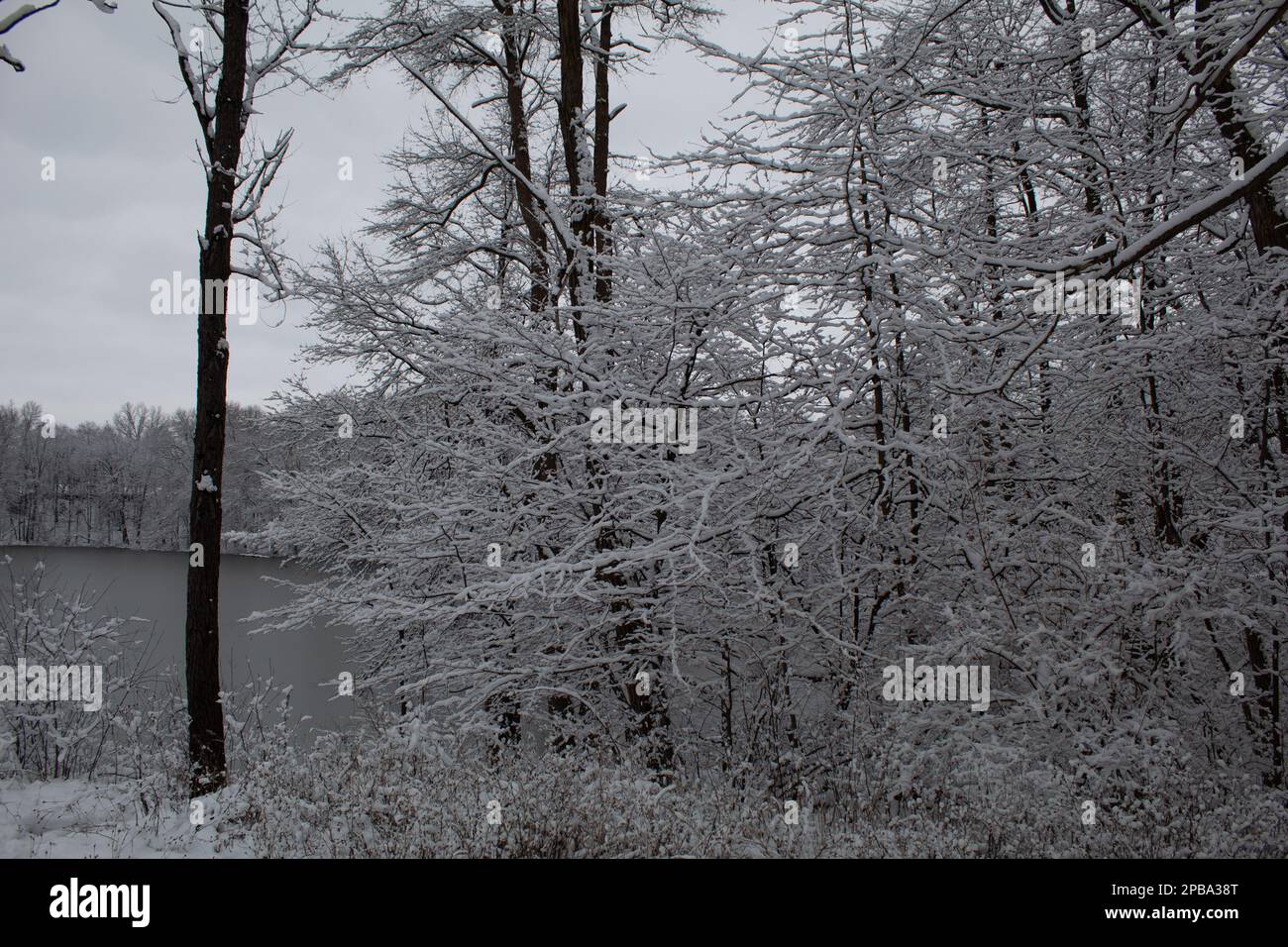 Trees in winter in Northeast Ohio Stock Photo - Alamy