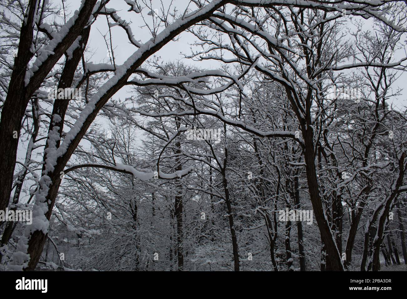 Trees in winter in Northeast Ohio Stock Photo - Alamy