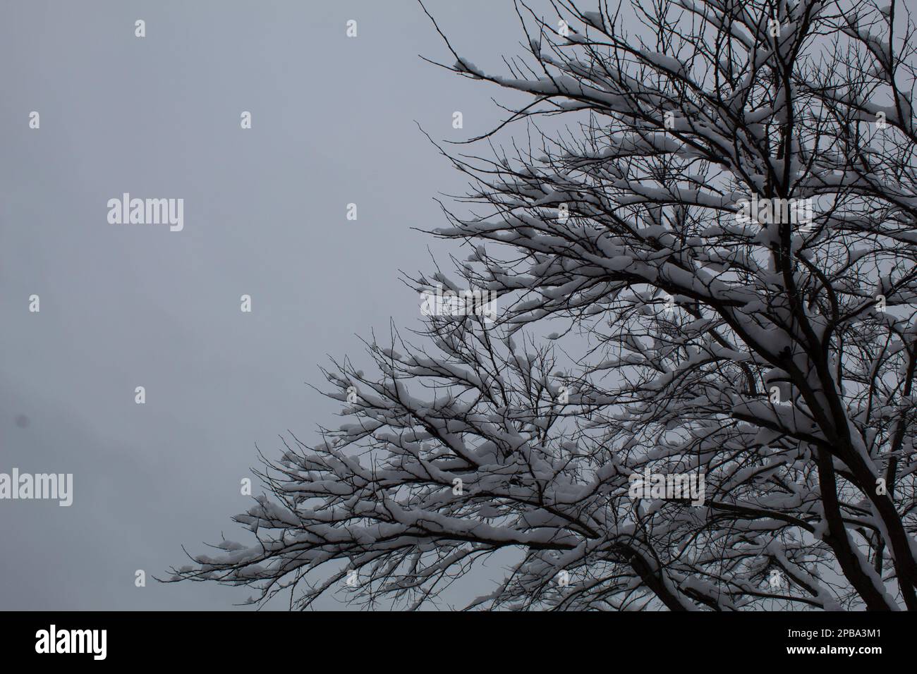 Trees in winter in Northeast Ohio Stock Photo - Alamy