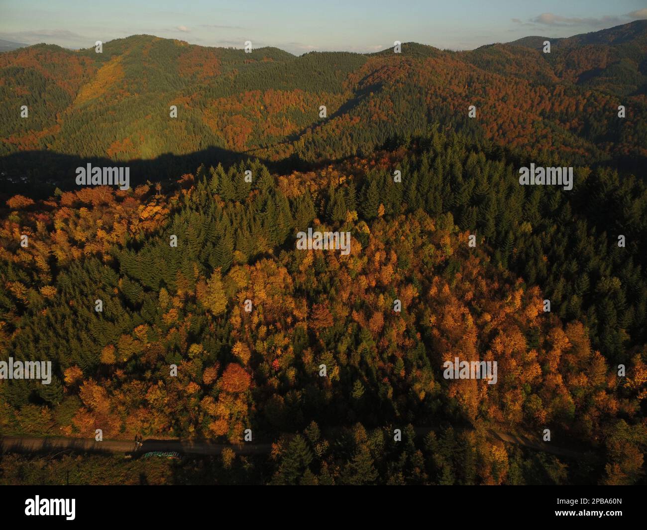 black forest at autumn Stock Photo - Alamy