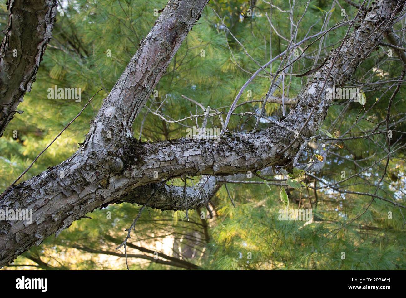 Trees in the park in Ohio Stock Photo - Alamy