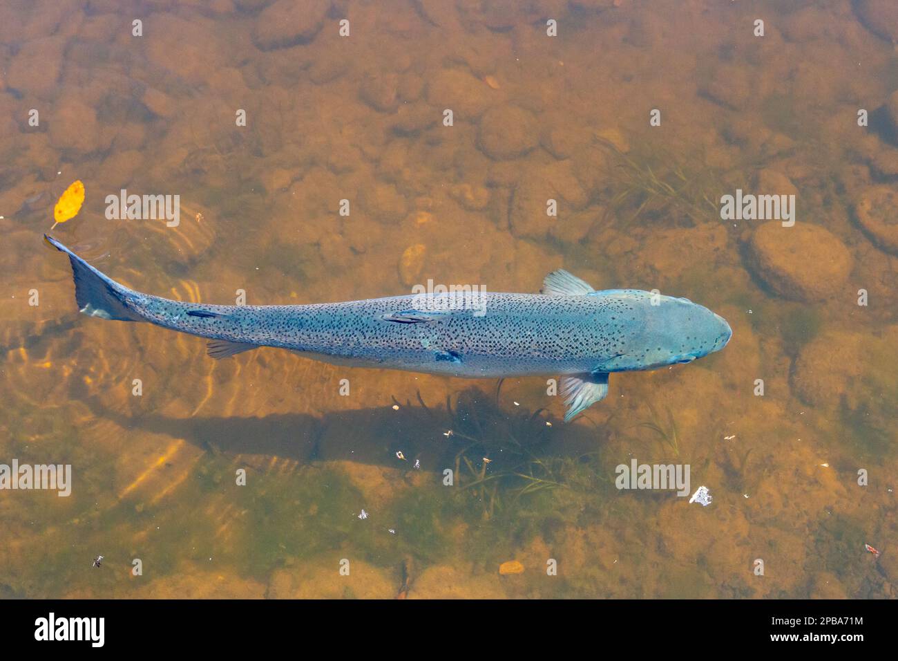 Large Atlantic salmon swimming in a river Stock Photo - Alamy