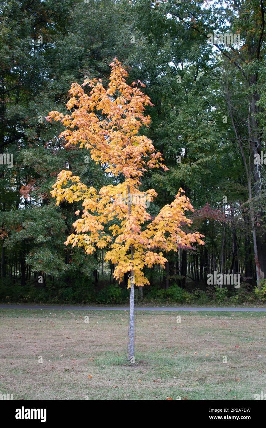 Trees in the park in autumn in Ohio Stock Photo - Alamy