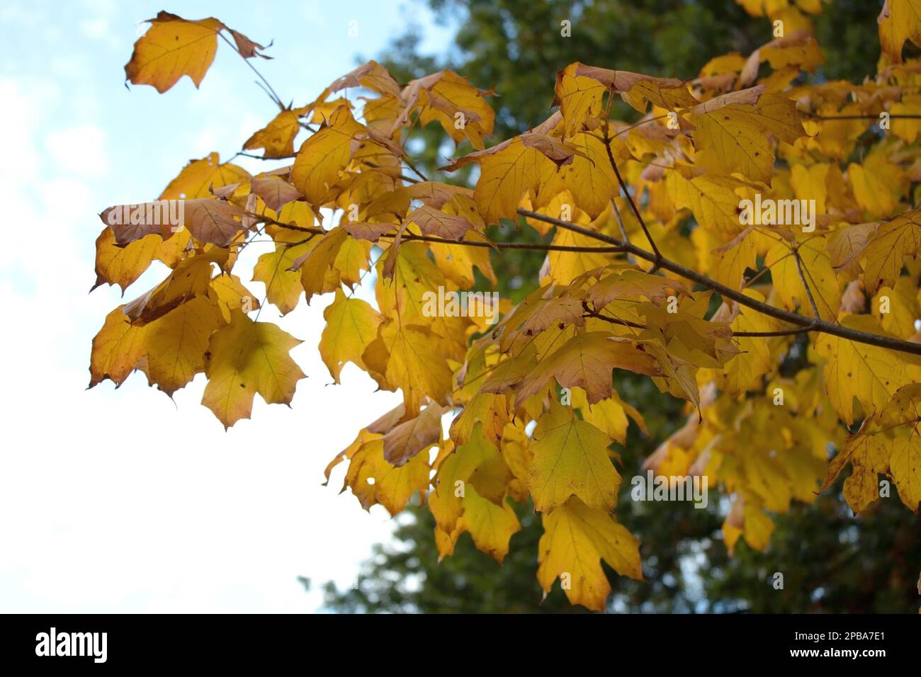 Trees in the park in autumn in Ohio Stock Photo - Alamy