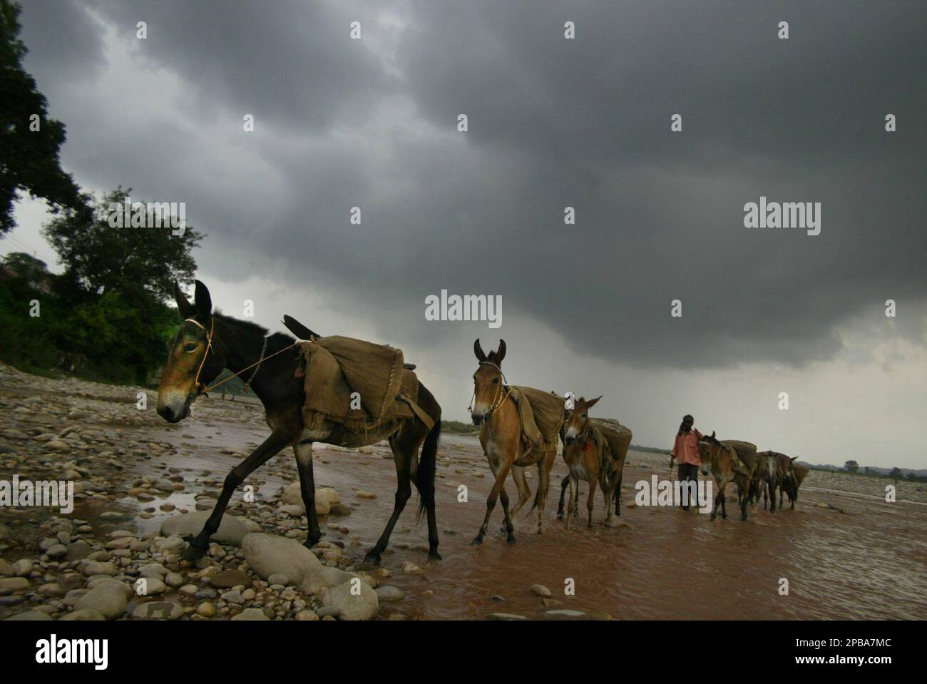 Workers carry construction materials on mules across the Tawi river as ...