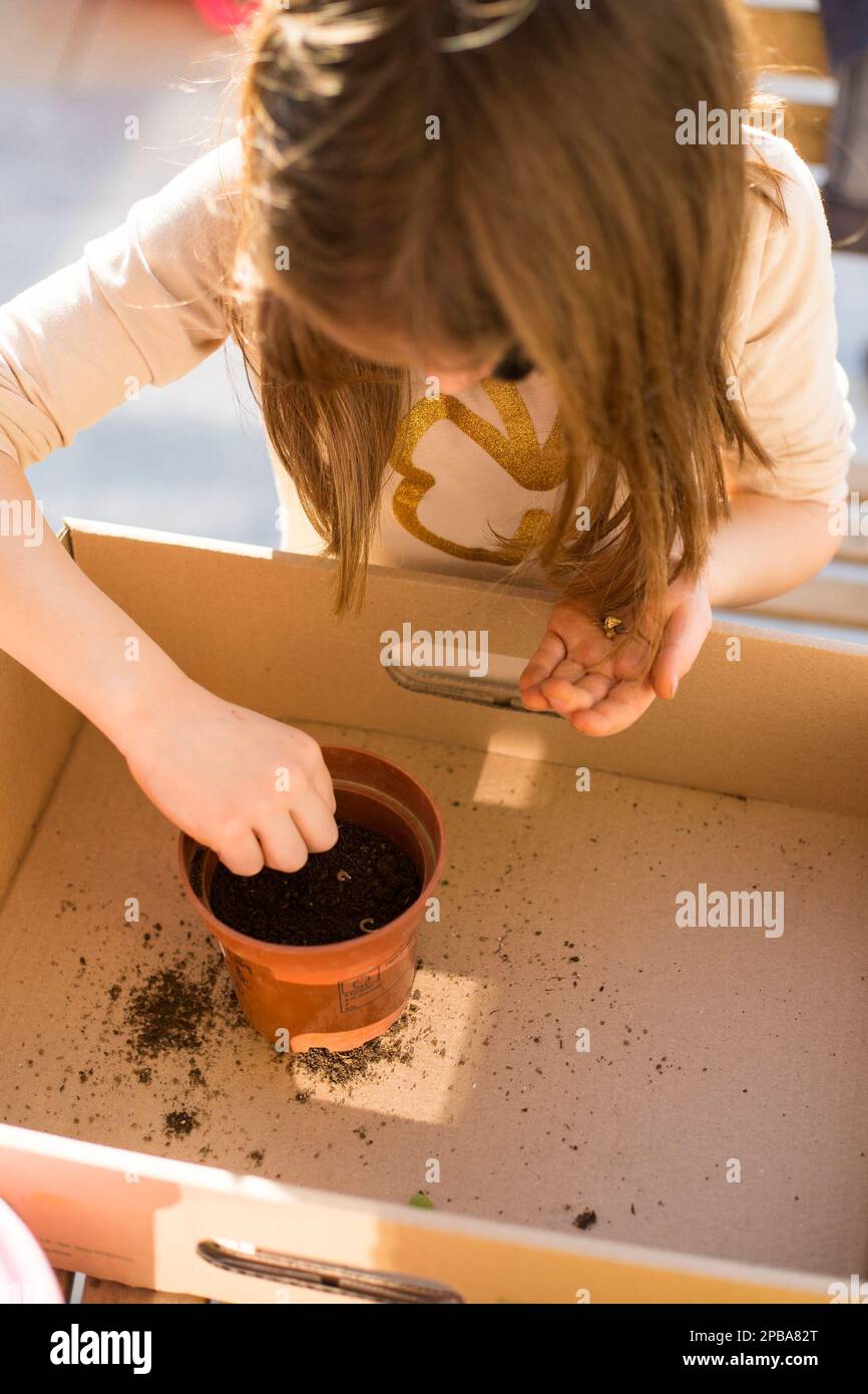 caucasian child girl gardening and planting seeds in a pot. Vertical ...