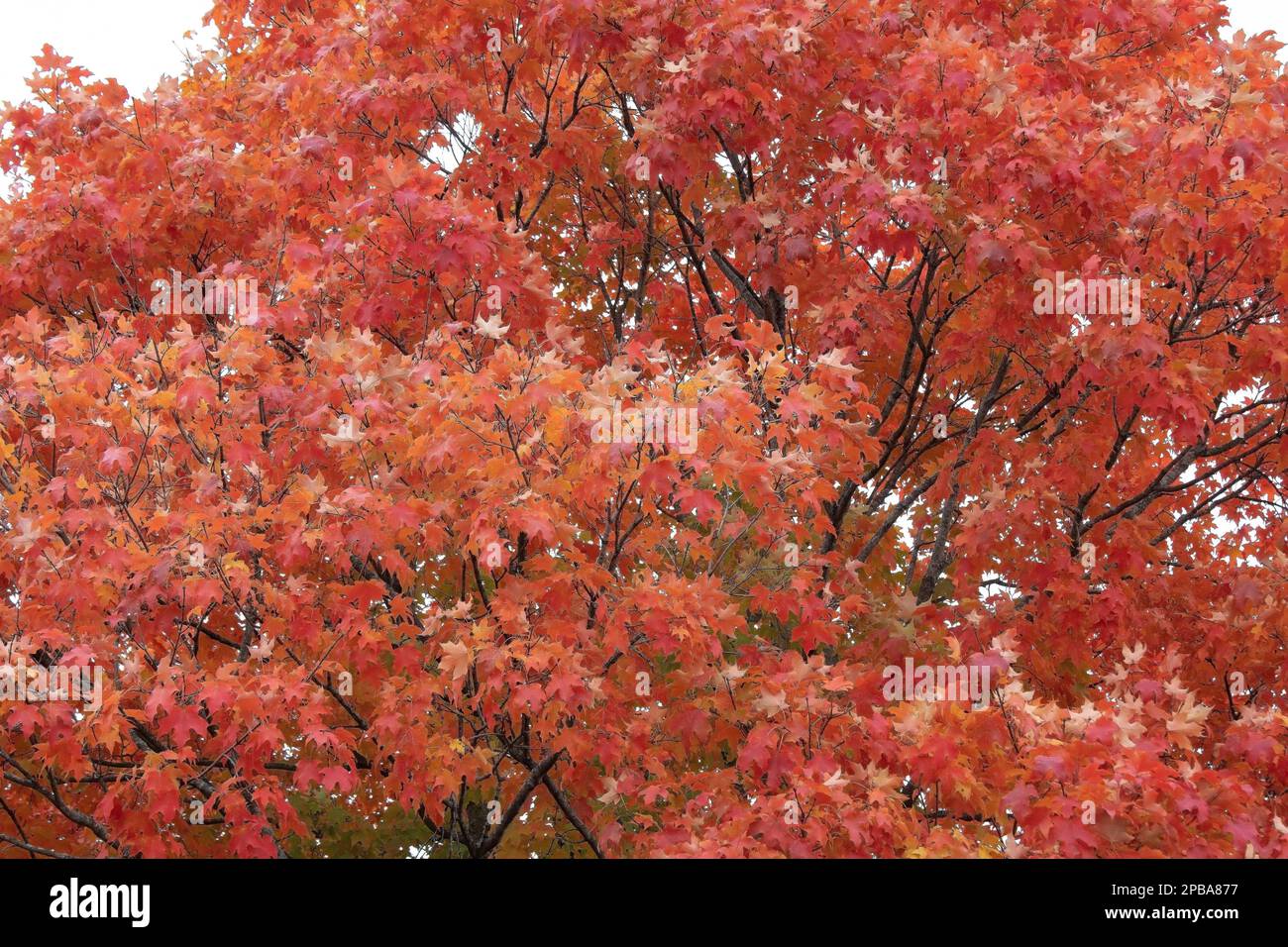 Trees an foliage in autumn in Northeast Ohio Stock Photo - Alamy