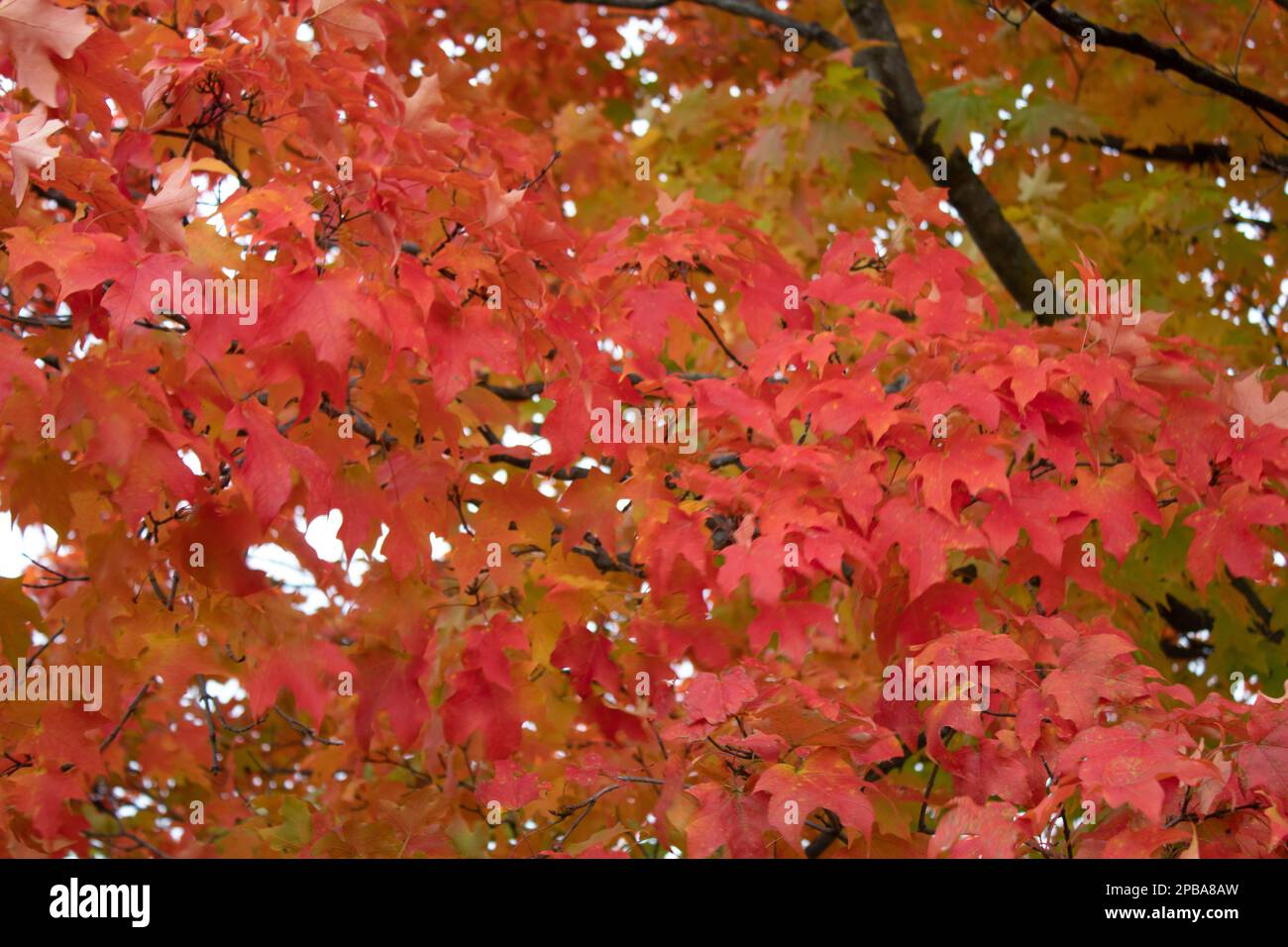 Trees an foliage in autumn in Northeast Ohio Stock Photo - Alamy