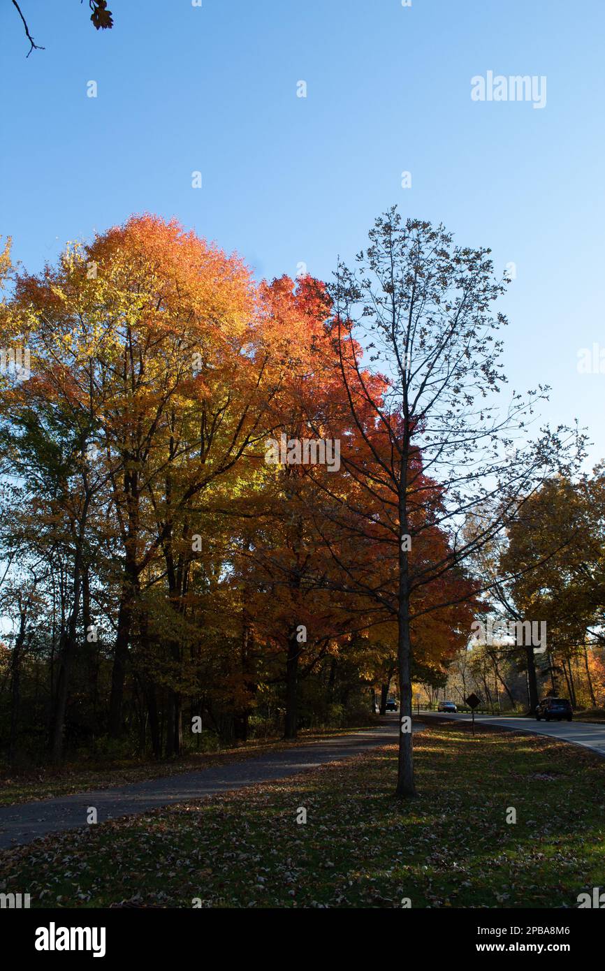 Trees an foliage in autumn in Northeast Ohio Stock Photo - Alamy