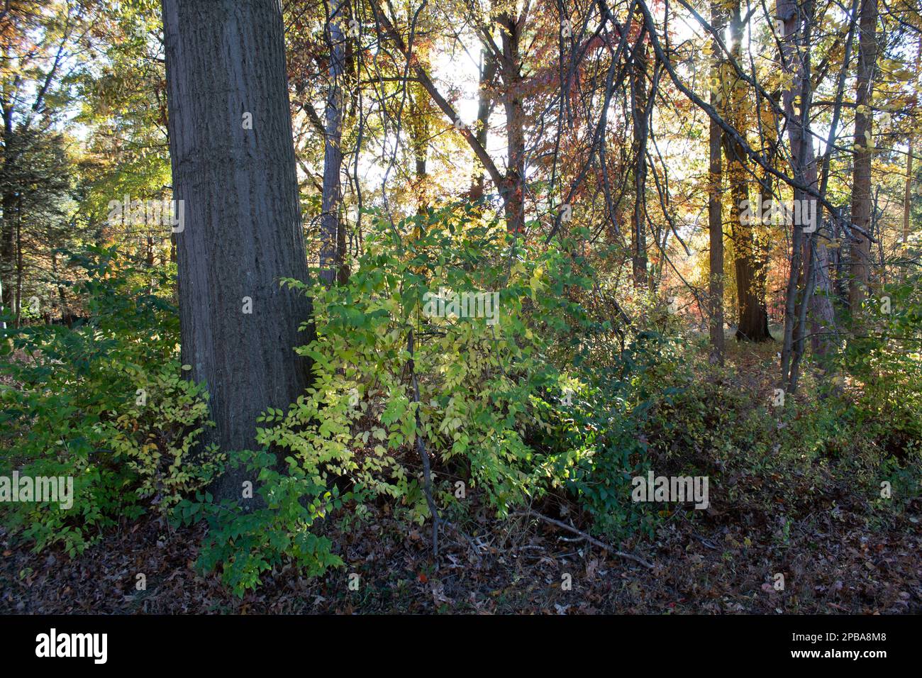 Trees in the park in Ohio Stock Photo - Alamy