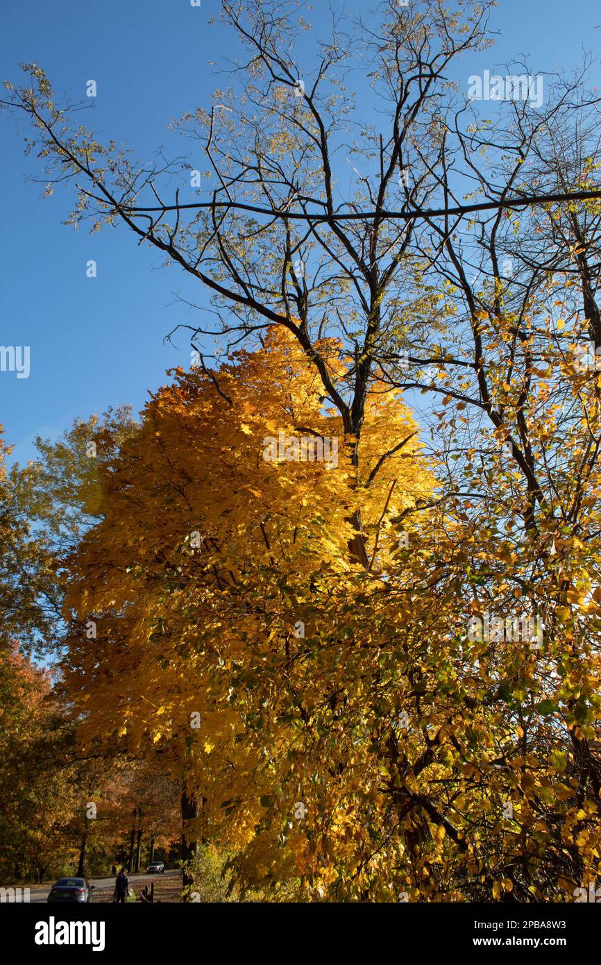 Trees an foliage in autumn in Northeast Ohio Stock Photo - Alamy