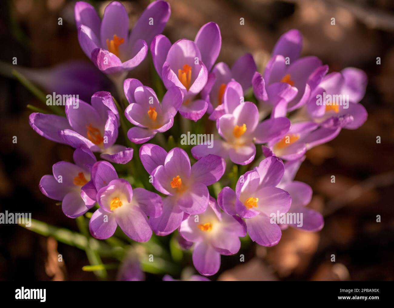 Flowering crocus spring flowers Stock Photo - Alamy