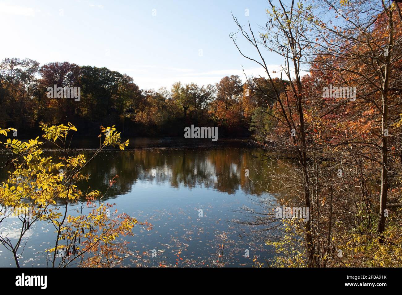 Trees by the lake in the park in Ohio Stock Photo - Alamy