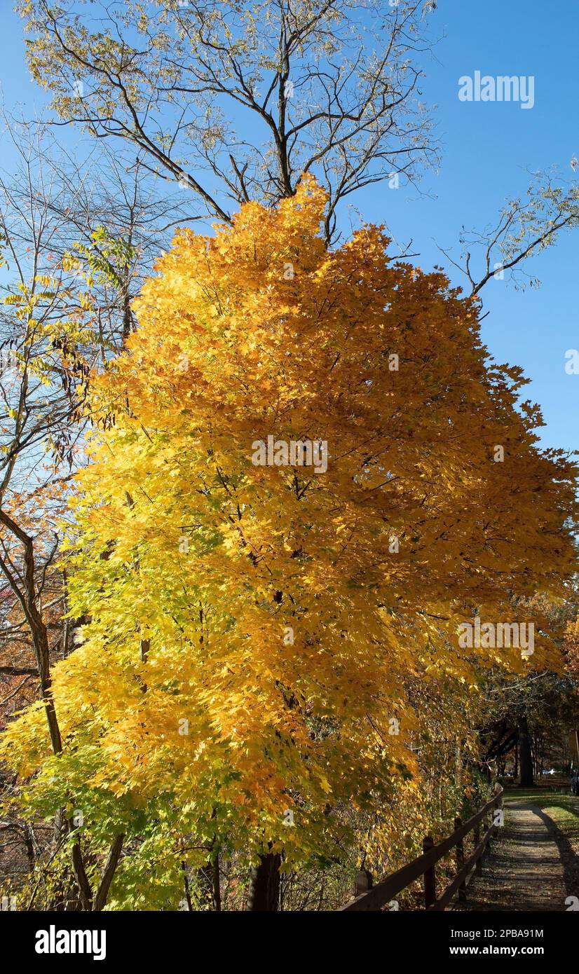 Trees an foliage in autumn in Northeast Ohio Stock Photo - Alamy